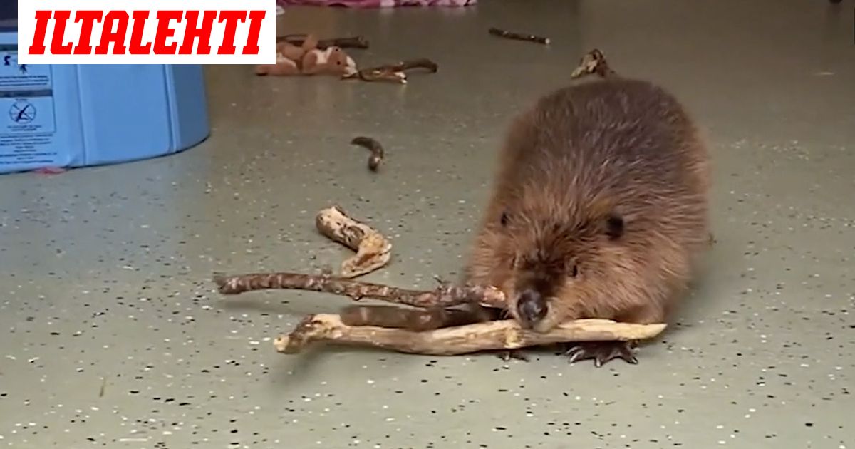 Suloinen video: Orpo majavavauva rakentaa patoa