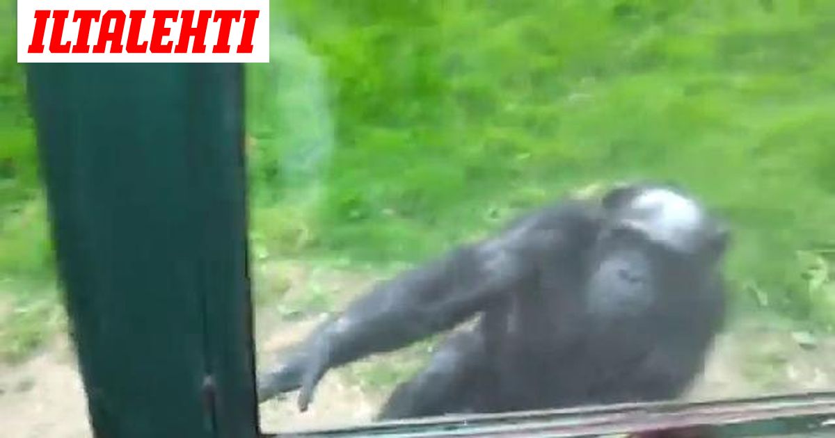 Simpanssi haluaa karata - rukoilee apua ja antaa neuvoja!