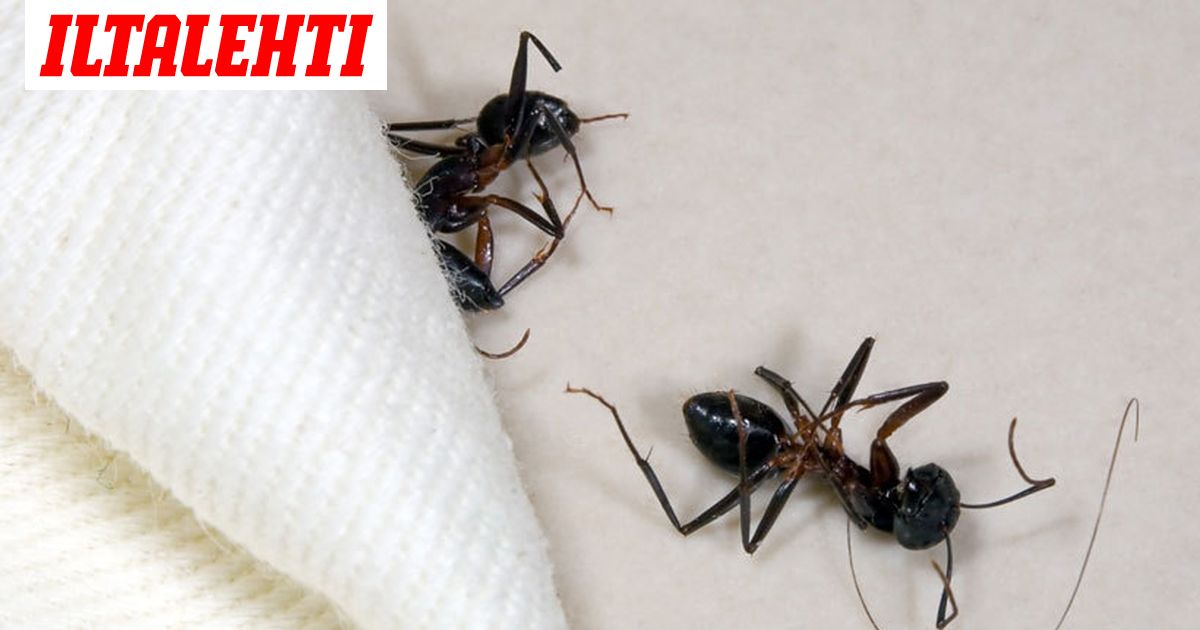 Sokeritoukat, banaanikärpäset, kuoriaiset... Näin karkotat kodin ...