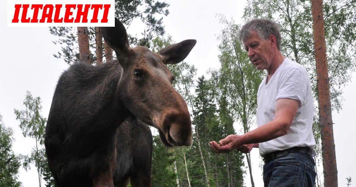 Markulla, 62, on oma Mervi-hirvi: Yhteisiä torkkuhetkiä, rapsuttelua ja ...