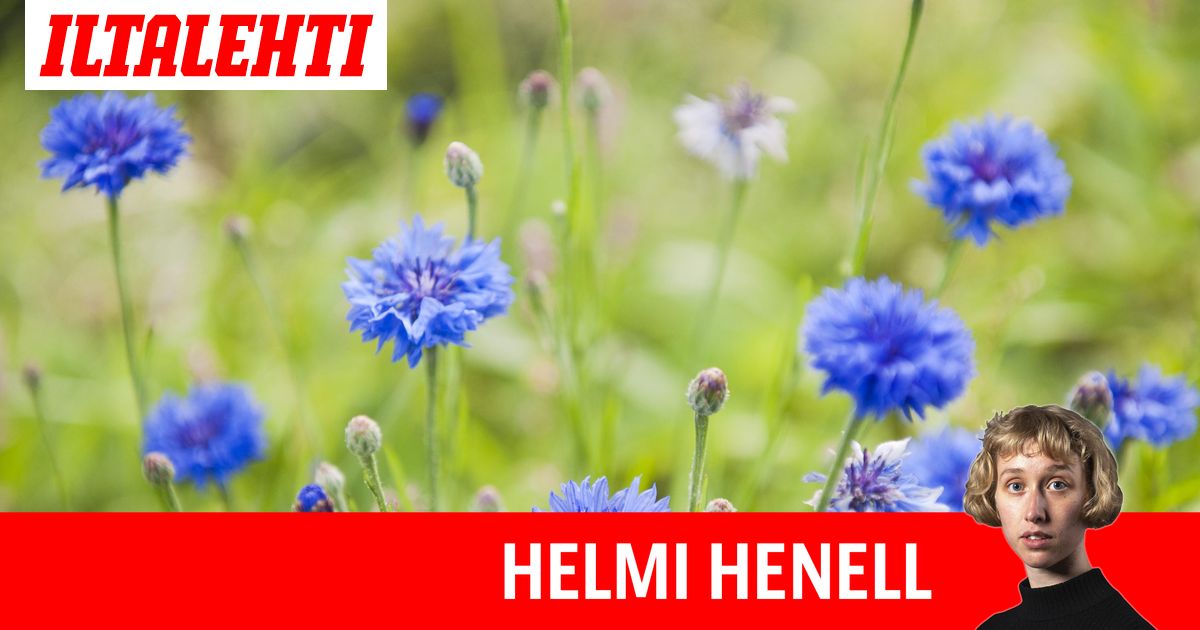 Kommentti: Ruiskukkaa, ruiskukkaa ja ruiskukkaa