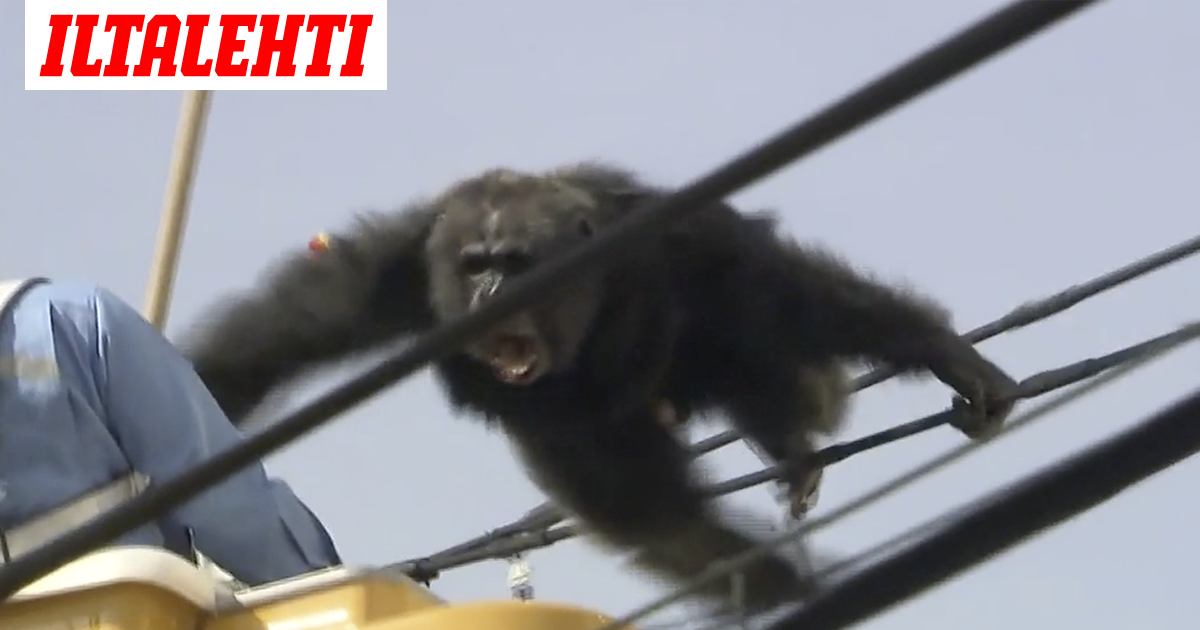 Simpanssi karkasi eläintarhasta - yritti hyökätä eläintenhoitajan kimppuun