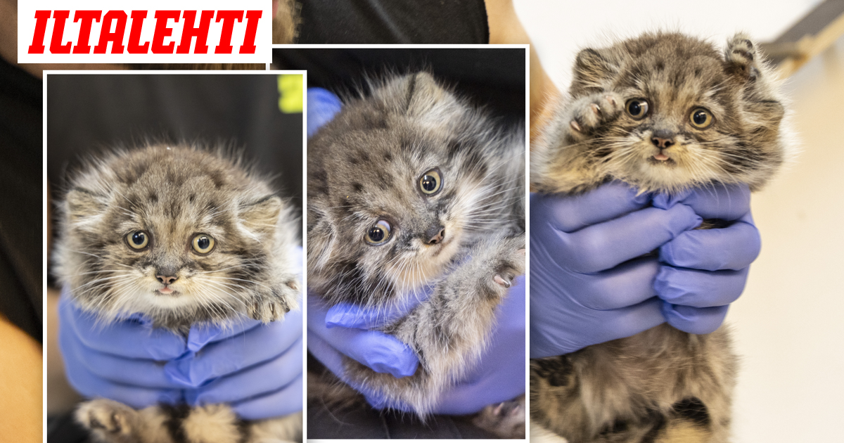 Korkeasaari sai uuden, suloisen asukkaan