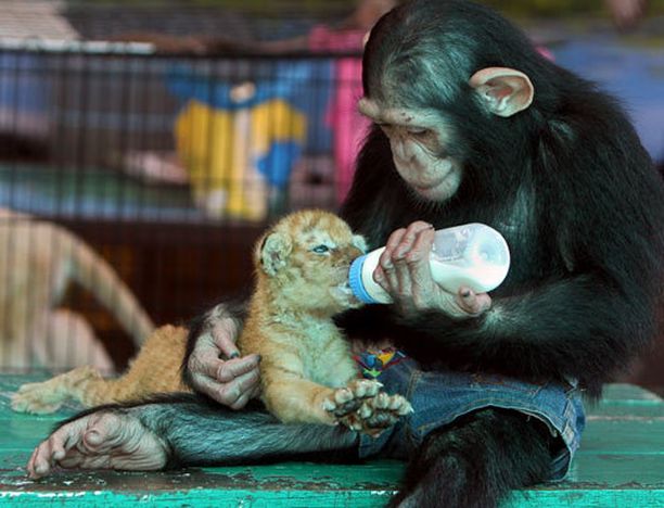 Simpanssit osaavat olla reiluja