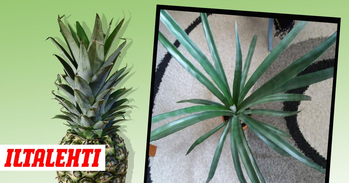 Ananaksen kasvattaminen - Heljä-Riitta keksi kasvattaa niistä komeita ...