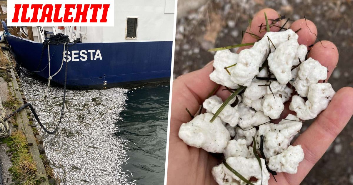 Hangossa on uusi mysteeri: Mönjä ei näytä selittävän kuolleiden kalojen ...