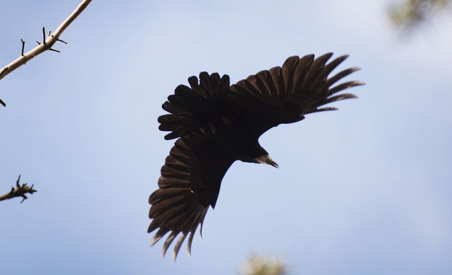 Älykkäät varikset noukkivat roskia ja tupakantumppeja ranskalaisessa ...