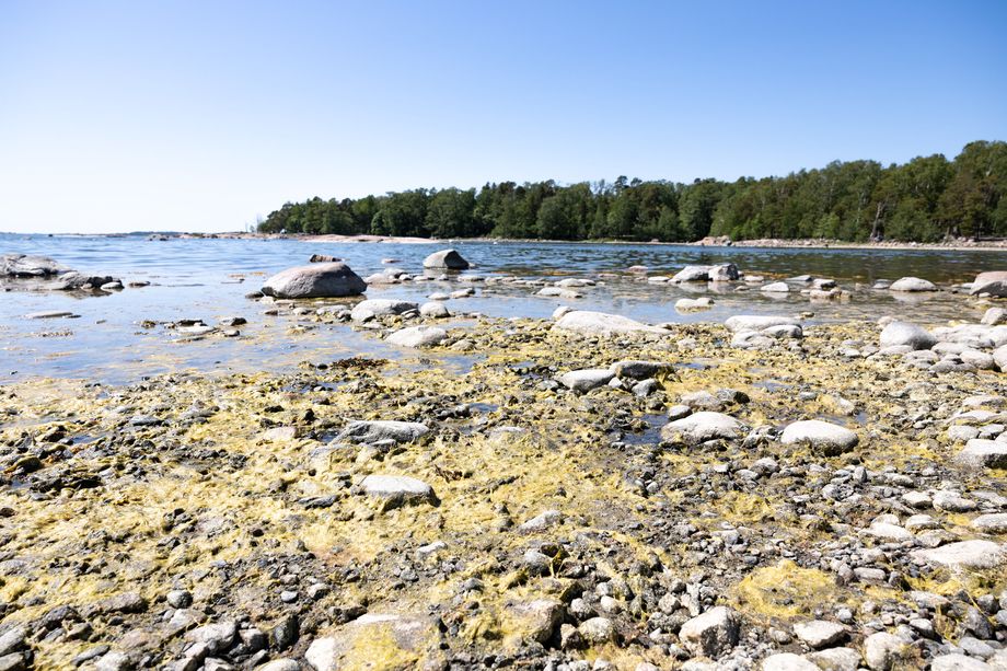 Meri karkasi Helsingissä – Tästä on kyse