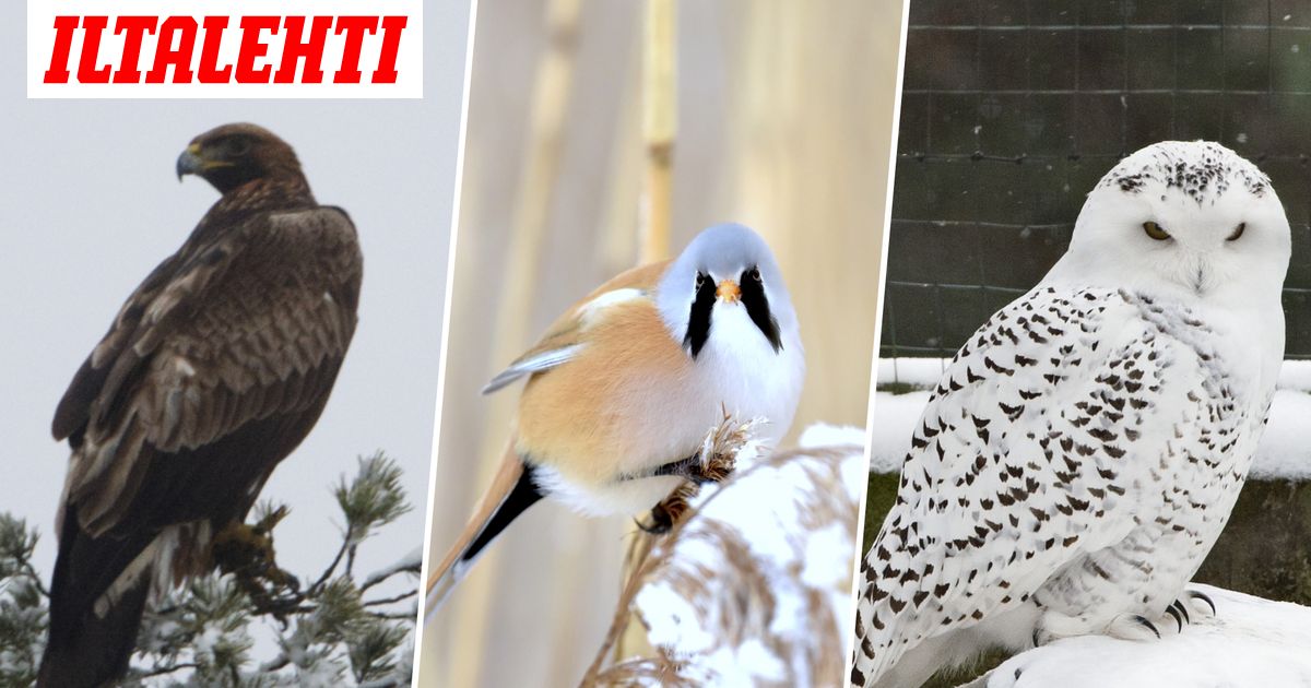 Nämä ovat Suomen hurmaavimmat linnut