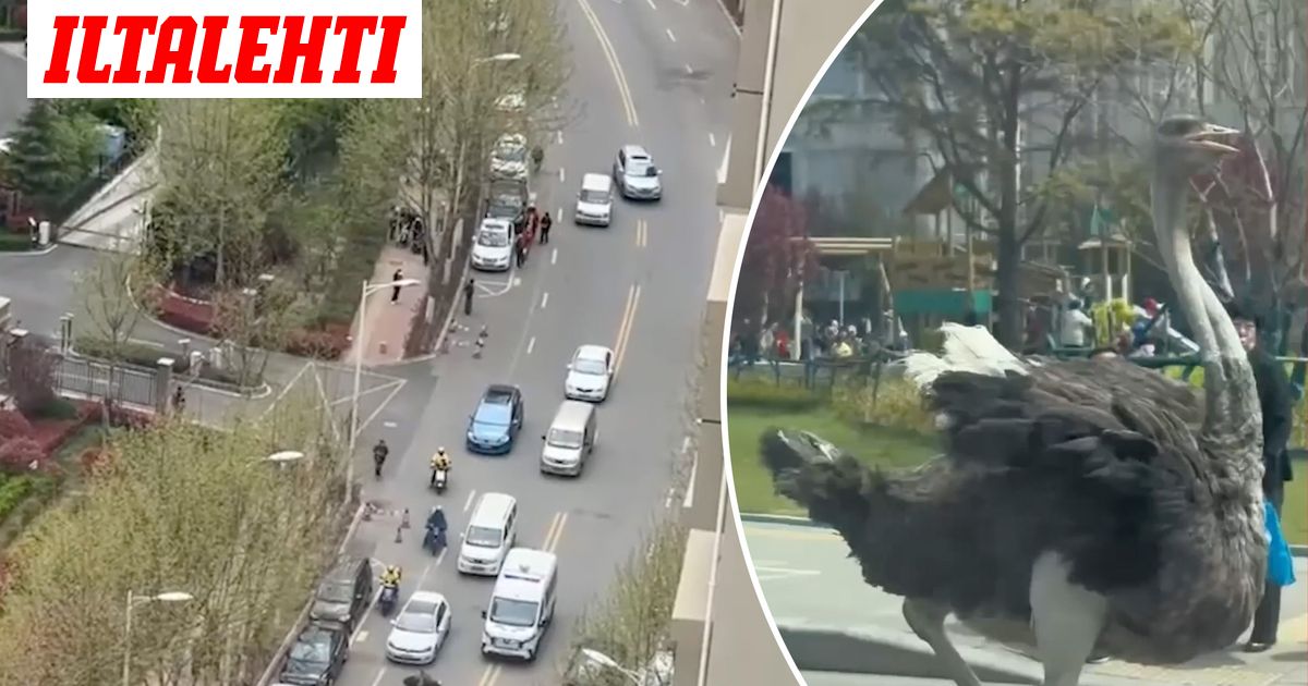 Strutsi eksyi liikenteen sekaan Kiinassa – Kaaos oli valmis
