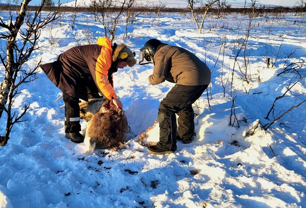 Ahma tappoi ennätysmäärän poroja Natura-alueella