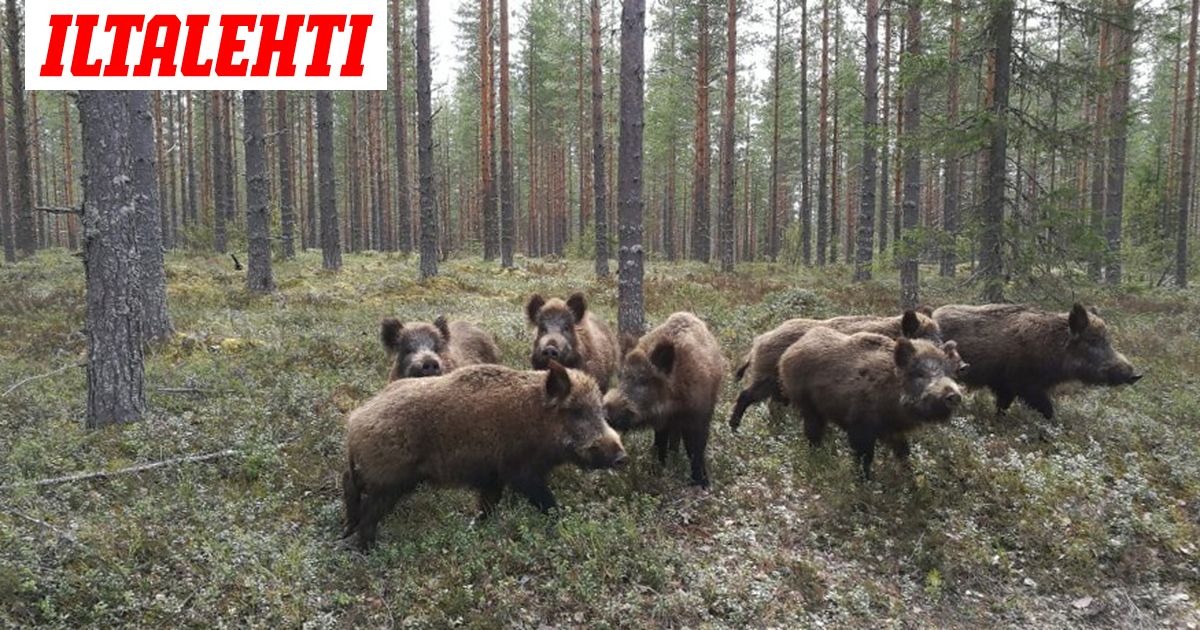 Katja kohtasi villisikalauman – katso video