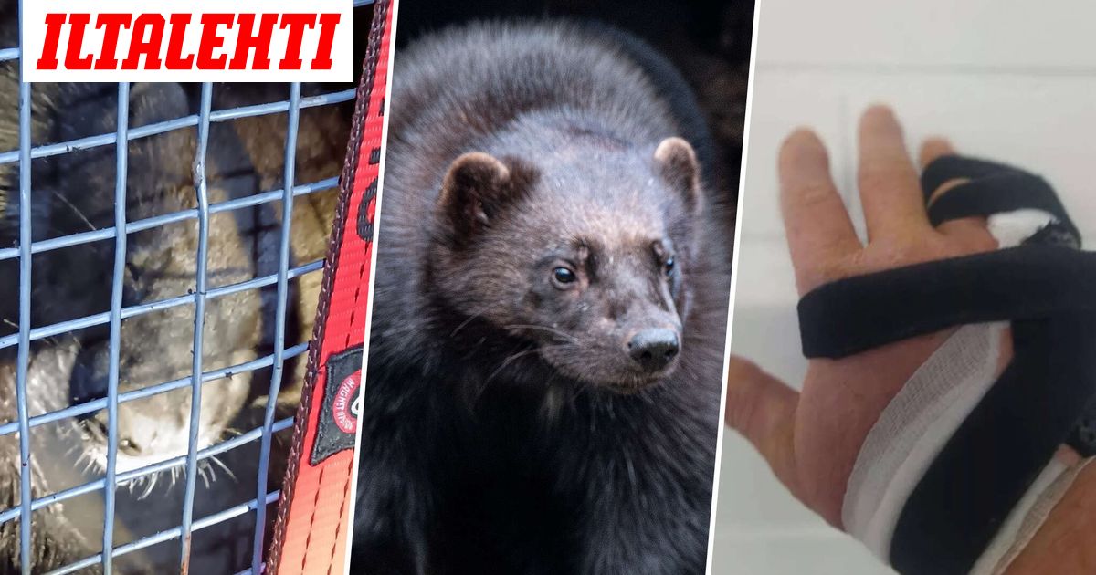 Näin kävi Karille, jolta Turun ahma silpoi käden