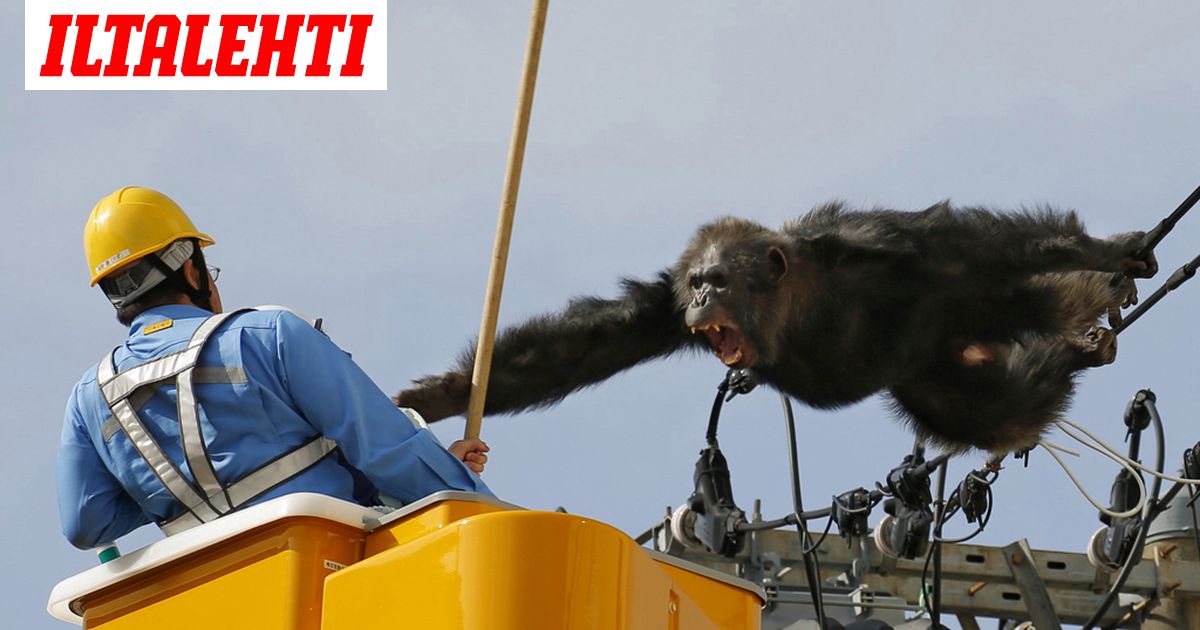 Simpanssi karkasi eläintarhasta - video: yritti hyökätä ...