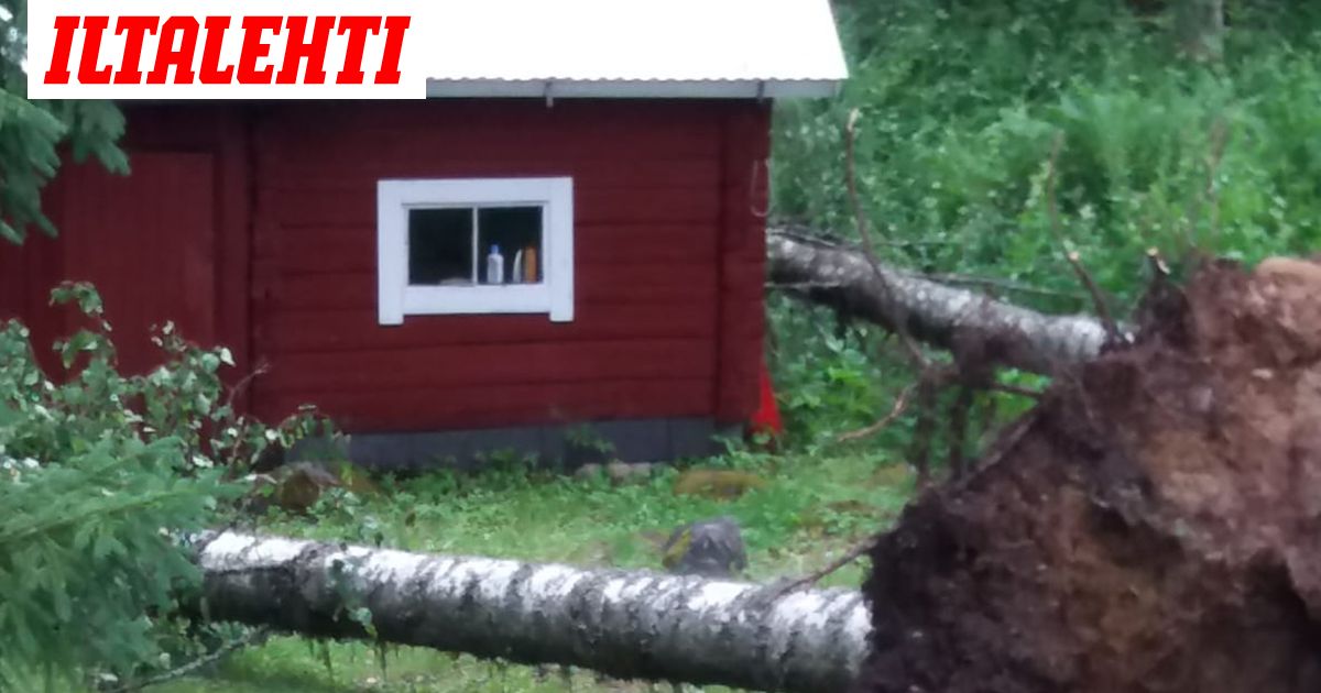 Myrsky kaatoi pihakoivut Eijan mökkisaunan vierille