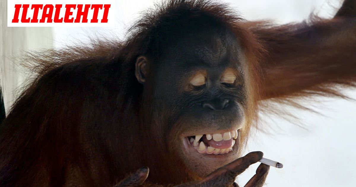 Tämä oranki on pahasti riippuvainen - katso kuvat!