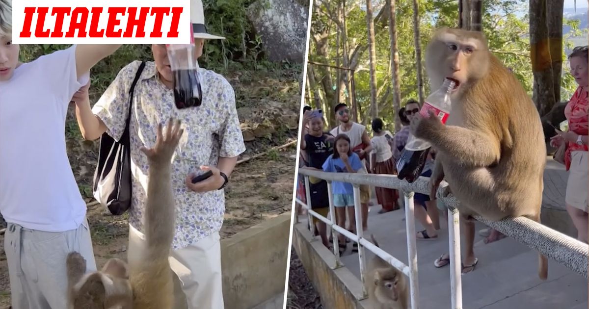 Video: Röyhkeä apina varasti turistin Coca-Colan