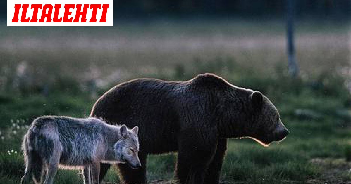 Yli kuuden tunnin hiostava odotus palkittiin – uskomaton kuva sudesta ...