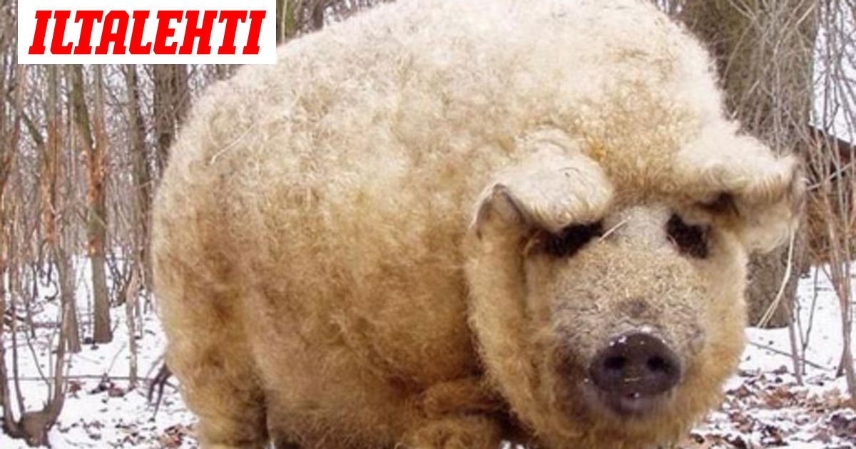 Karvainen possu käyttäytyy kuin koira, mutta näyttää lampaalta