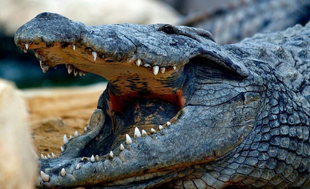 Krokotiili silpoi kodittoman miehen käden