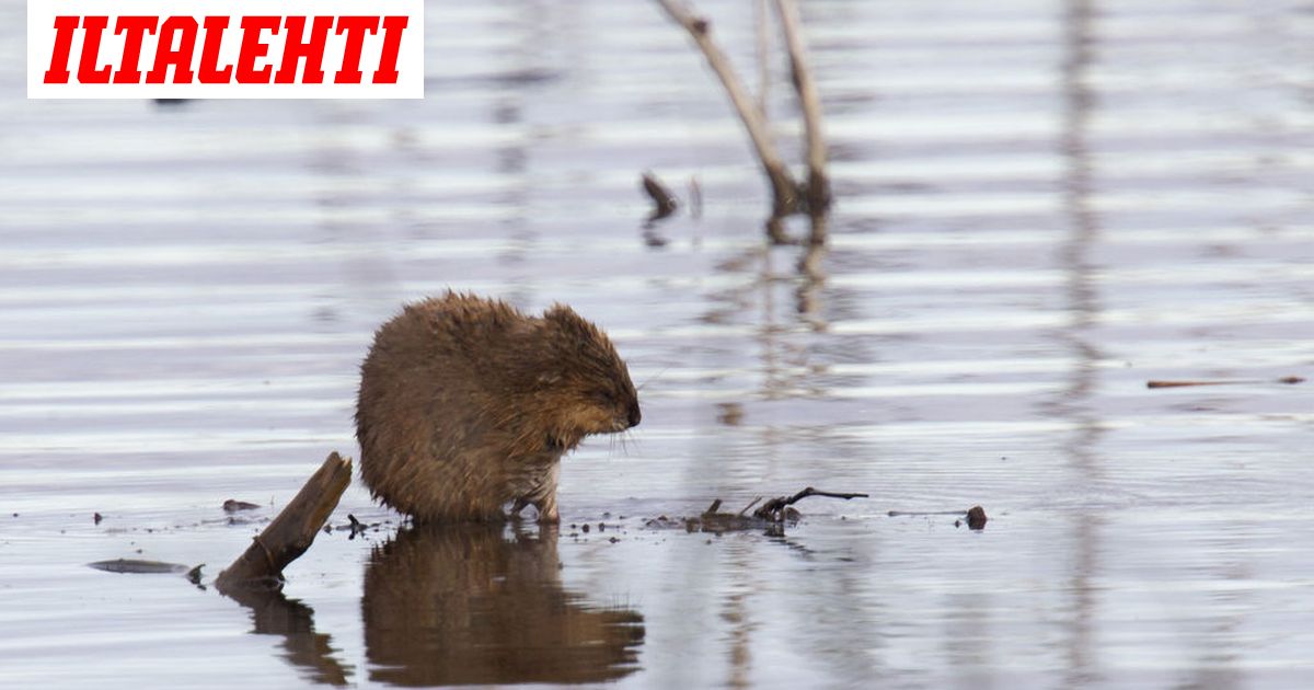 Piisami joutui katiskaan Joensuussa - pelastajat vapauttivat perjantai ...