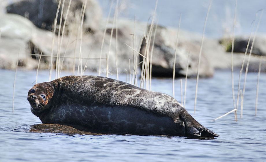Verkkokalastuskielto Saimaan norppa-alueilla päättyy huomenna