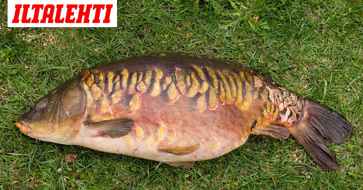 Päivän kala: karppi