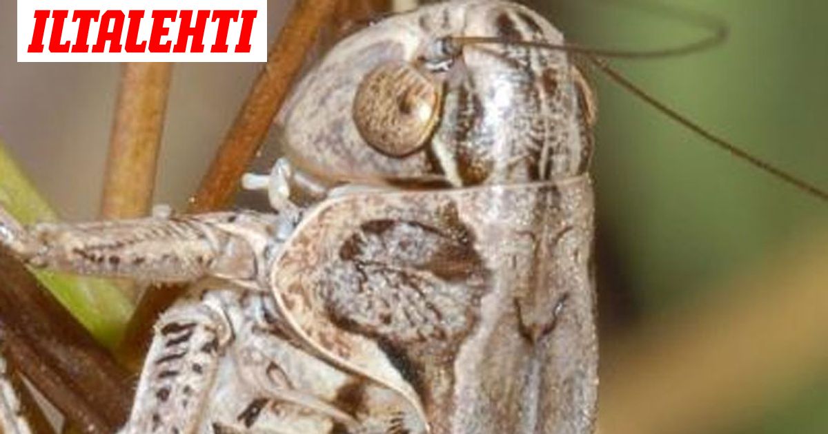 Hepokatilla maailman suurimmat kivekset