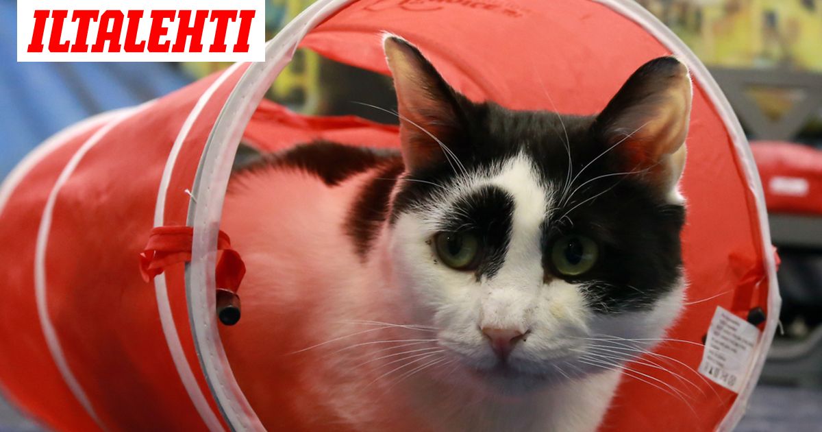 Kissalla on ihmeellisen kaunis kuviointi turkissaan - sydän koristaa rintaa