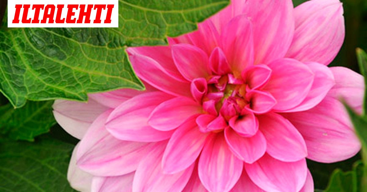 Kotivinkki: Daalia on kukkapenkin primadonna