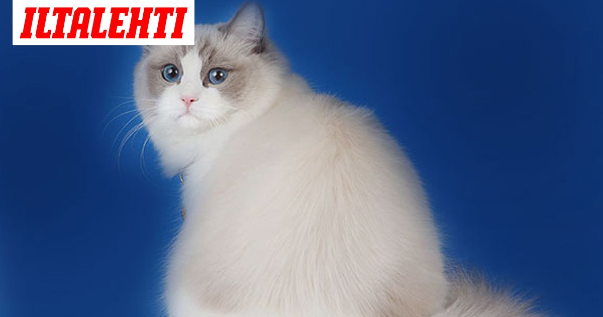 Tämä kissarotu on edelleen suosituin - jo 11 vuotta putkeen!