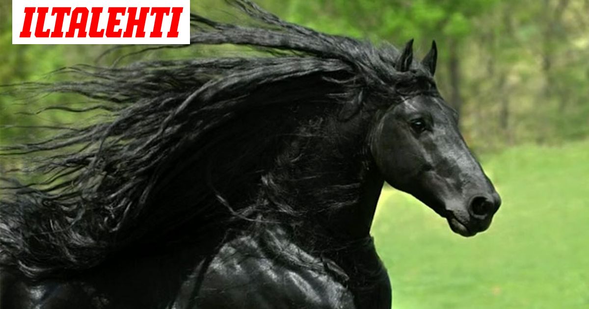 Musta ori on maailman komein hevonen