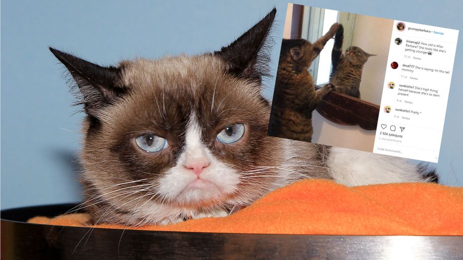 Onko tässä uusi Grumpy-kissa?