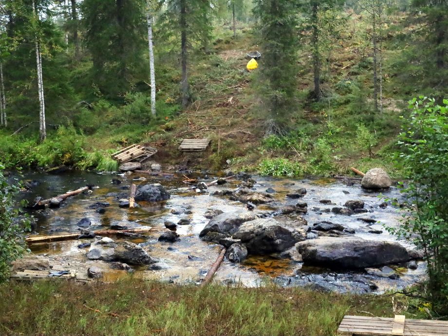 HS: Metsäkonekuskia ohjeistettiin ajamaan raakkujen yli, Stora Enso ...