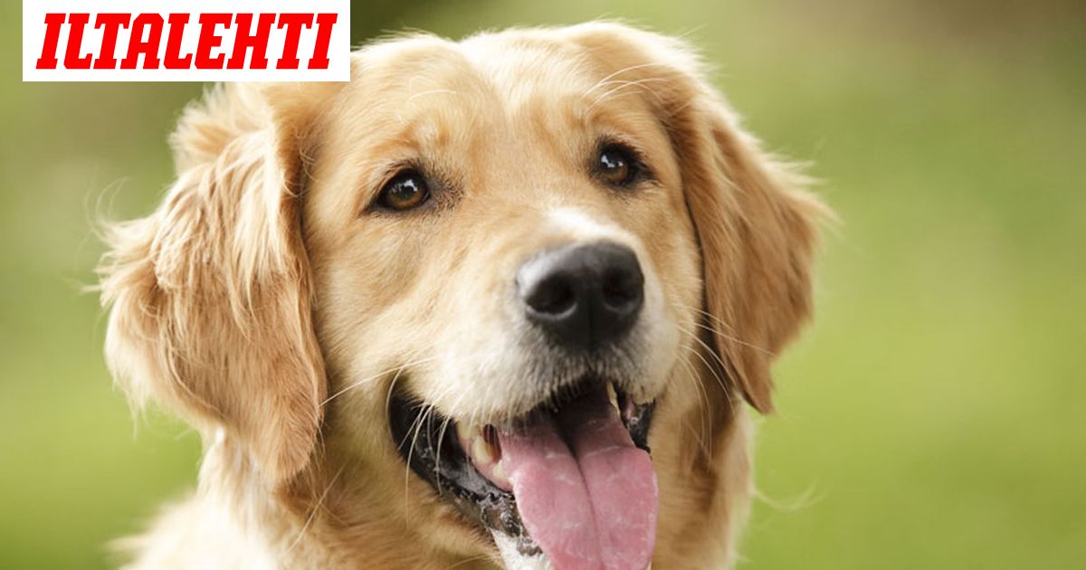 TS: Suomessa käytetään koiria ja kissoja eläinkokeissa