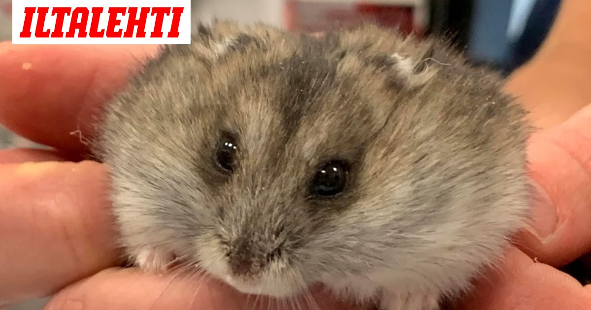 Tassu-hamsteri jemmasi liikaa ruokaa - joutui päivystykseen