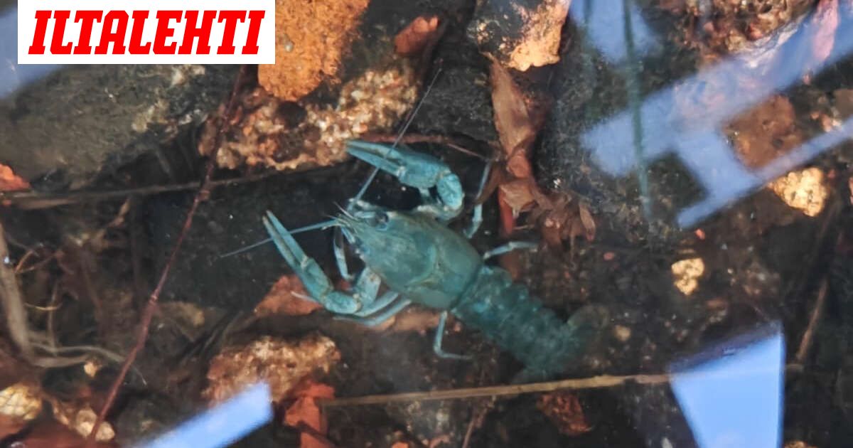 Ronja aikoi laittaa saunan päälle, kun rantavedessä odotti yllättävä näky