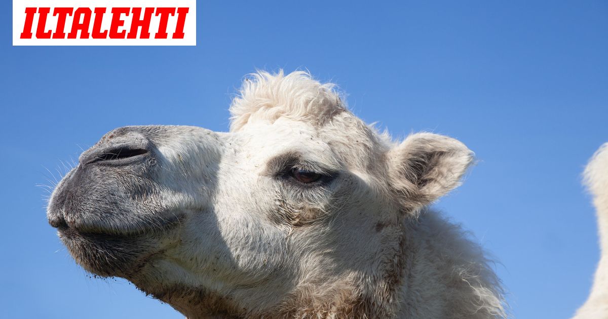 Kameli puri miestä Pohjois-Norjassa – kiidätettiin sairaalaan