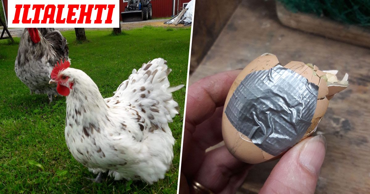 Jeesusteipin pelastama Jesari-tipu oppi syömään jäätelöä