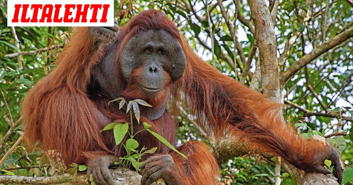 Maailman vanhin oranki on kuollut