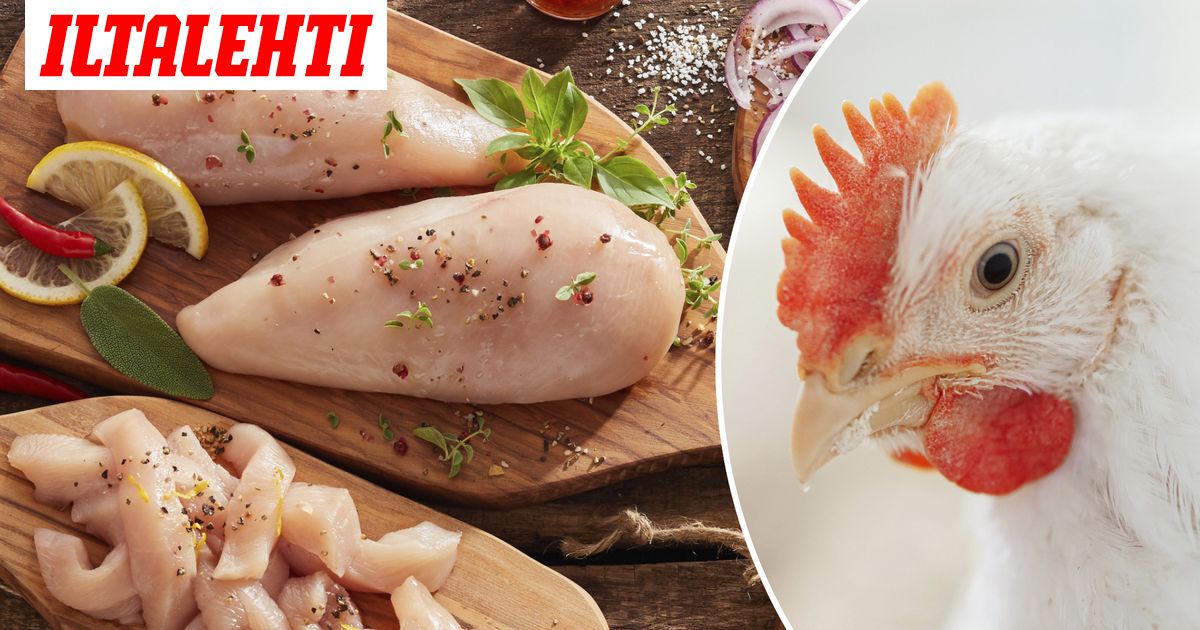 Kevyeksi mielletty liha uudessa valossa – Tutkija nostaa esiin kanan ...