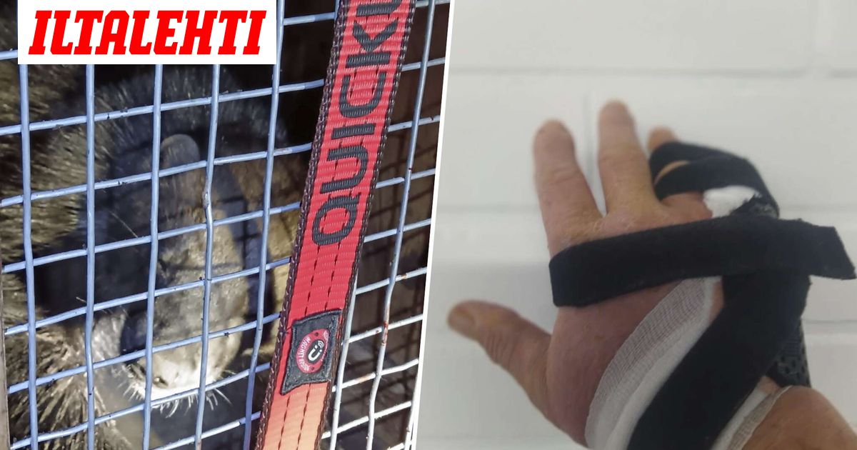 Karia suojellaan nyt vesikauhua vastaan – Ahman raatelema sormi pahassa ...