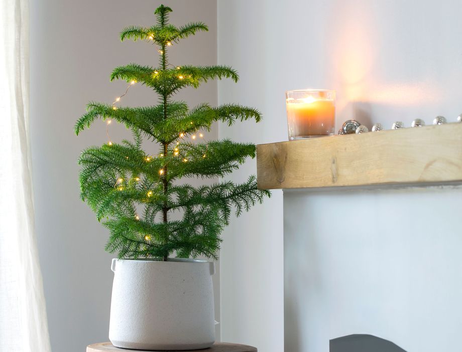 8 trendikästä joulukukkaa