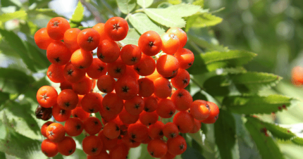 Pihlajanmarja taipuu moneen - kokeile rohkeasti