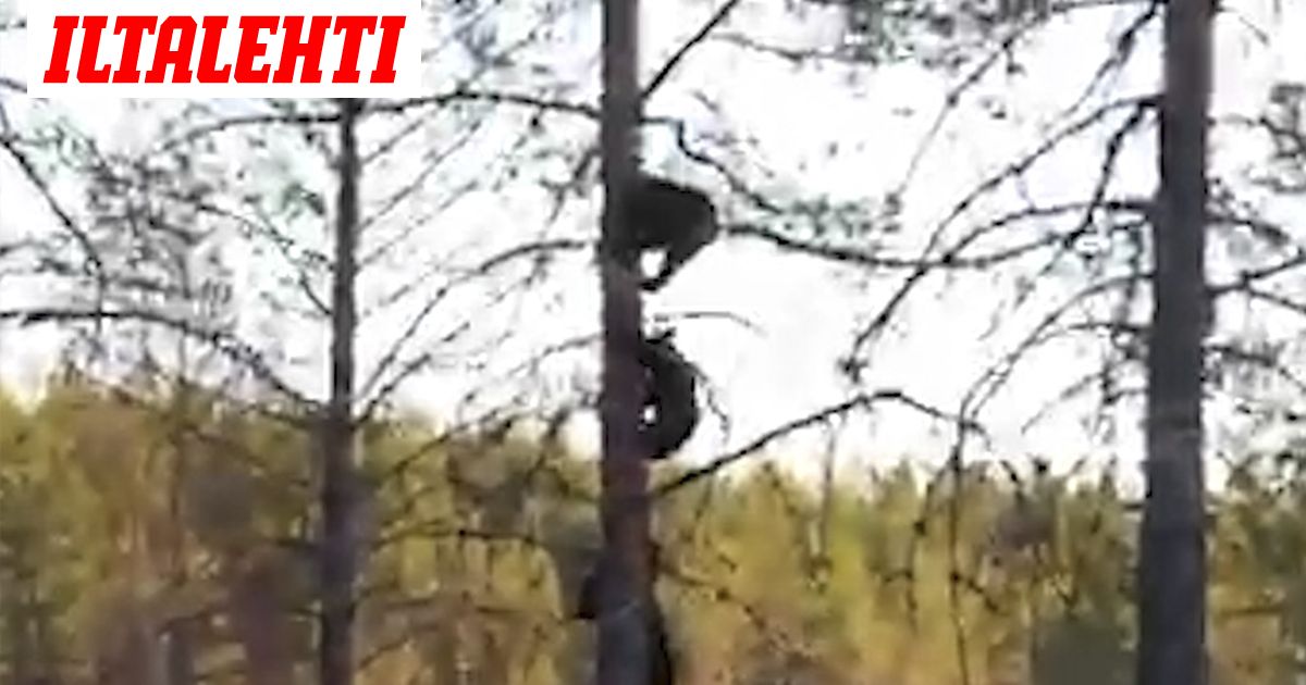 Tiina tallensi harvinaisen luontohetken: emokarhu patisti pienet otsot ...