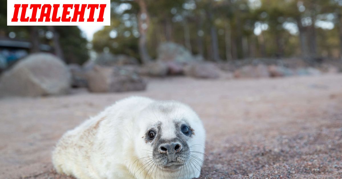 Saimaannorpan kuutti kuoli karmealla tavalla