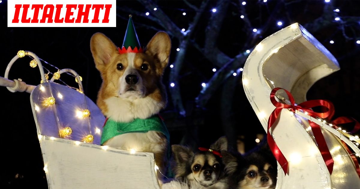 Topi the Corgin villitsee somevideoillaan: ”Päivän pelastaja”