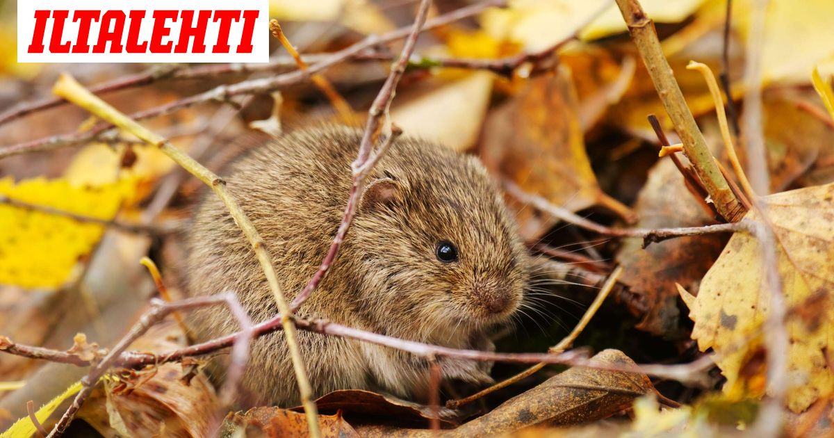 Kaleva: Oulun hiiri ei ollut hiiri