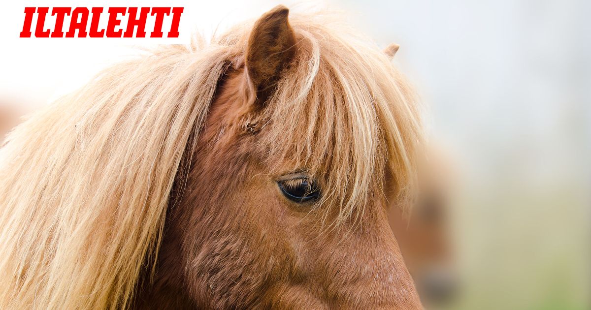 Hevosurheilu: Kadonneen ponin mysteeri sai järkyttävän lopun