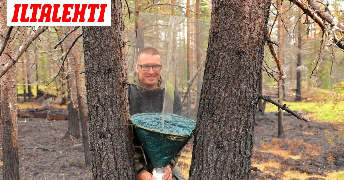 Lappi: Suomesta löytyi kahdeksan uutta hyönteislajia